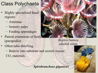 Annelida Life cycle and body segmentation | PPT