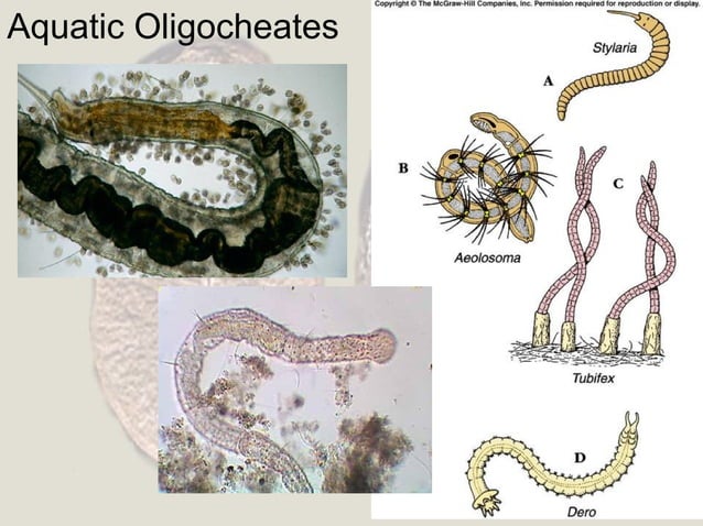Annelida Life cycle and body segmentation | PPT