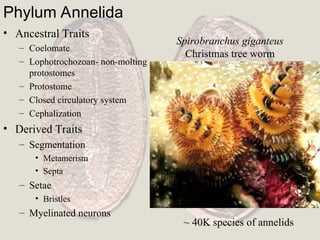 Annelida Life cycle and body segmentation | PPT