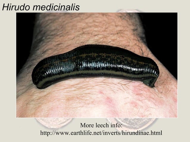 Annelida Life cycle and body segmentation | PPT