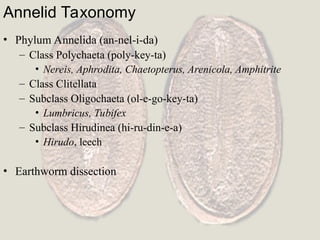 Annelida Life cycle and body segmentation | PPT