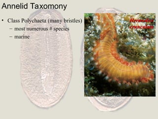 Annelida Life cycle and body segmentation | PPT