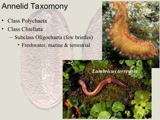Annelida Life cycle and body segmentation | PPT