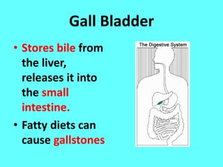 445318510-Digestive-System-PPT-ppt.ppt
