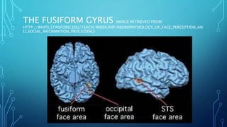 Visual Processing and Autism Spectrum Disorders (1) | PPTX