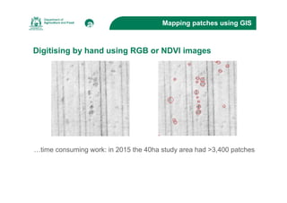 UAV Drone Mapping of Rhizoctonia bare patch for targeted treatment by ...