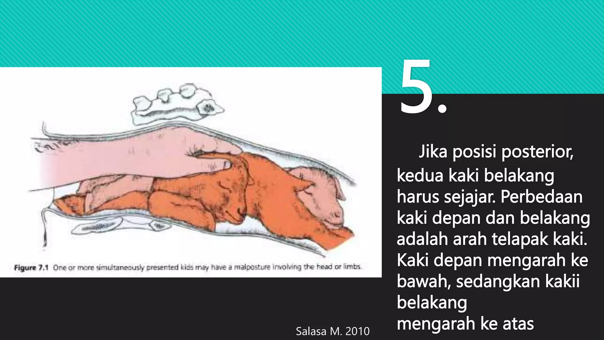 448439884-Distokia-Pada-Kambing.pptx