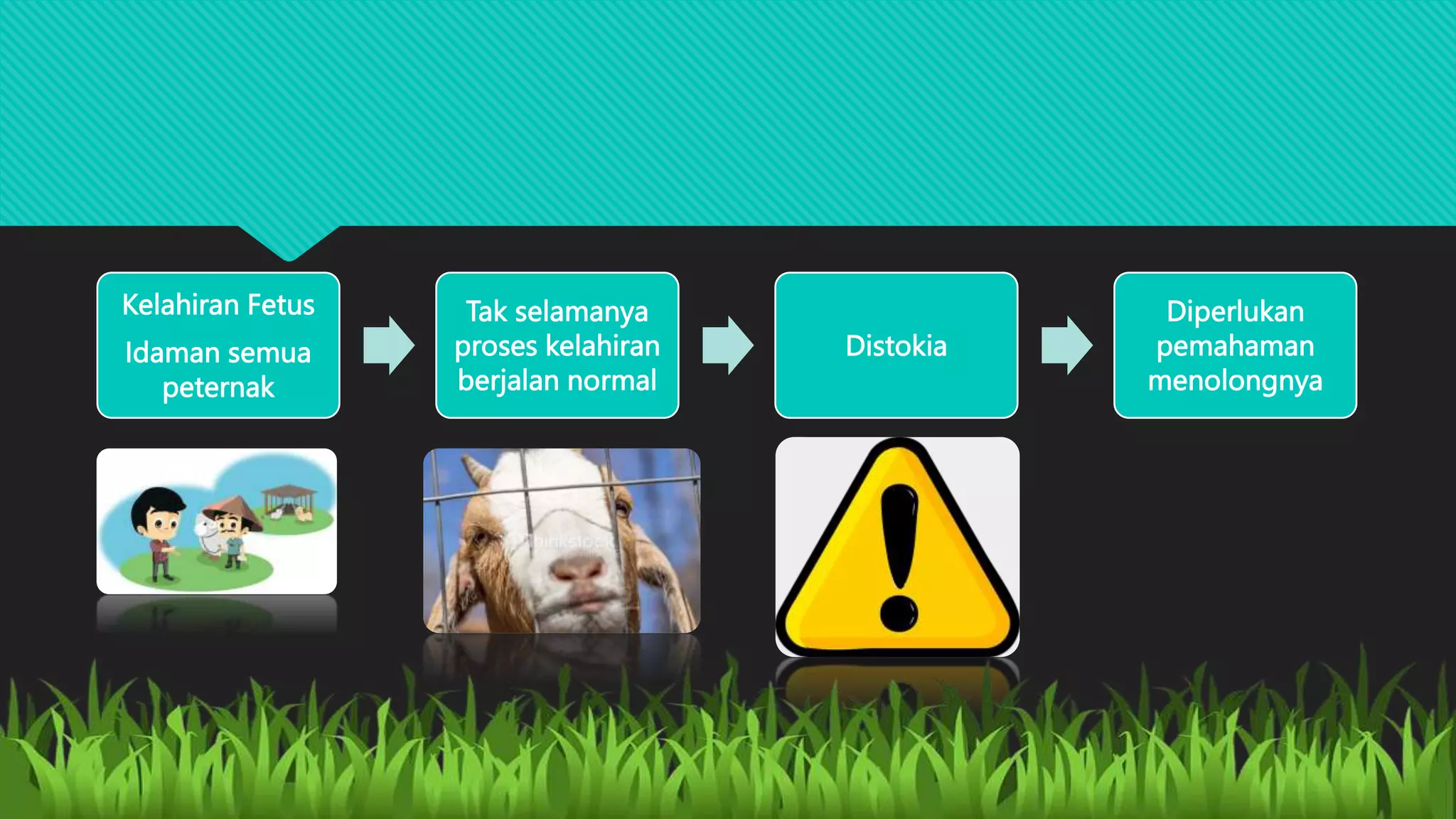 448439884-Distokia-Pada-Kambing.pptx