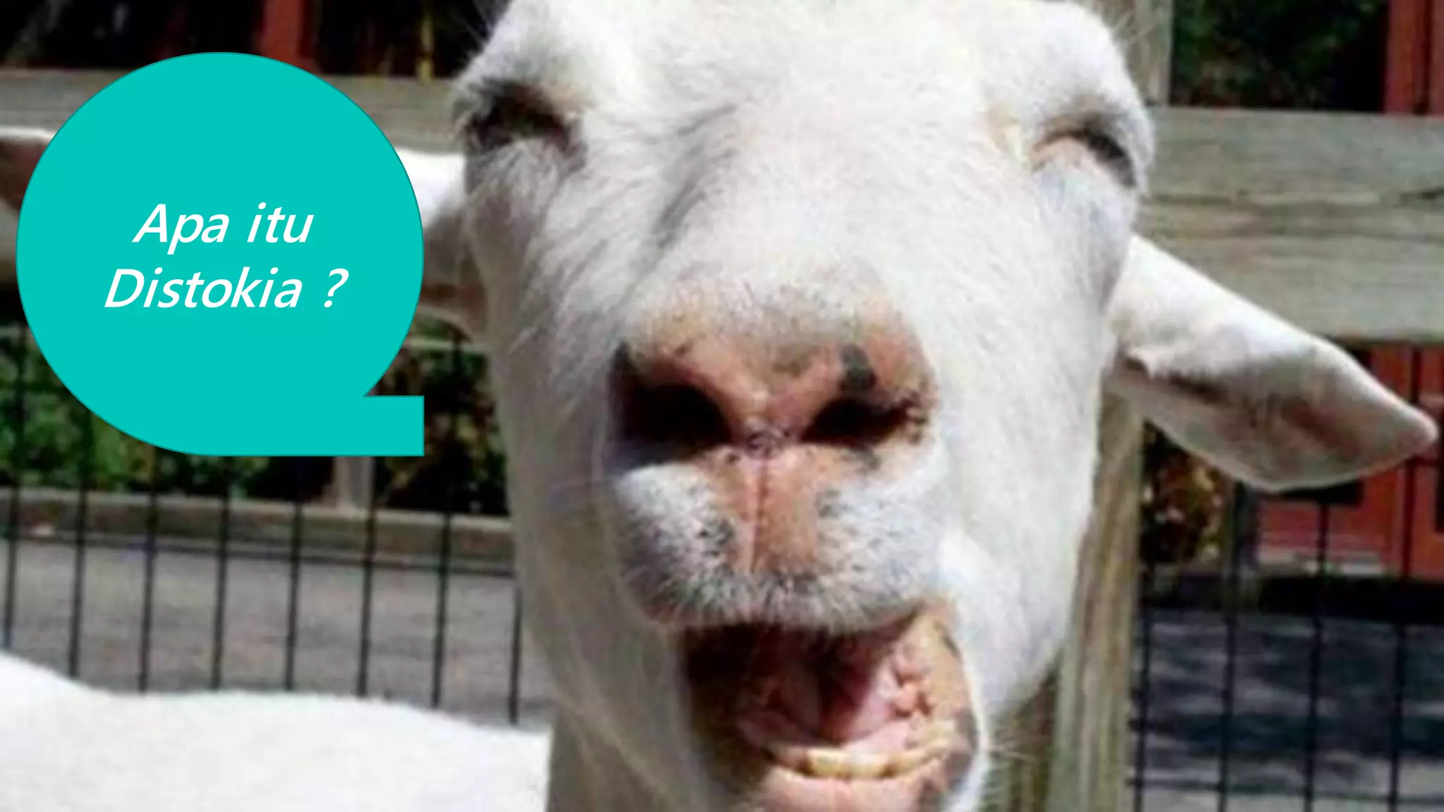 448439884-Distokia-Pada-Kambing.pptx