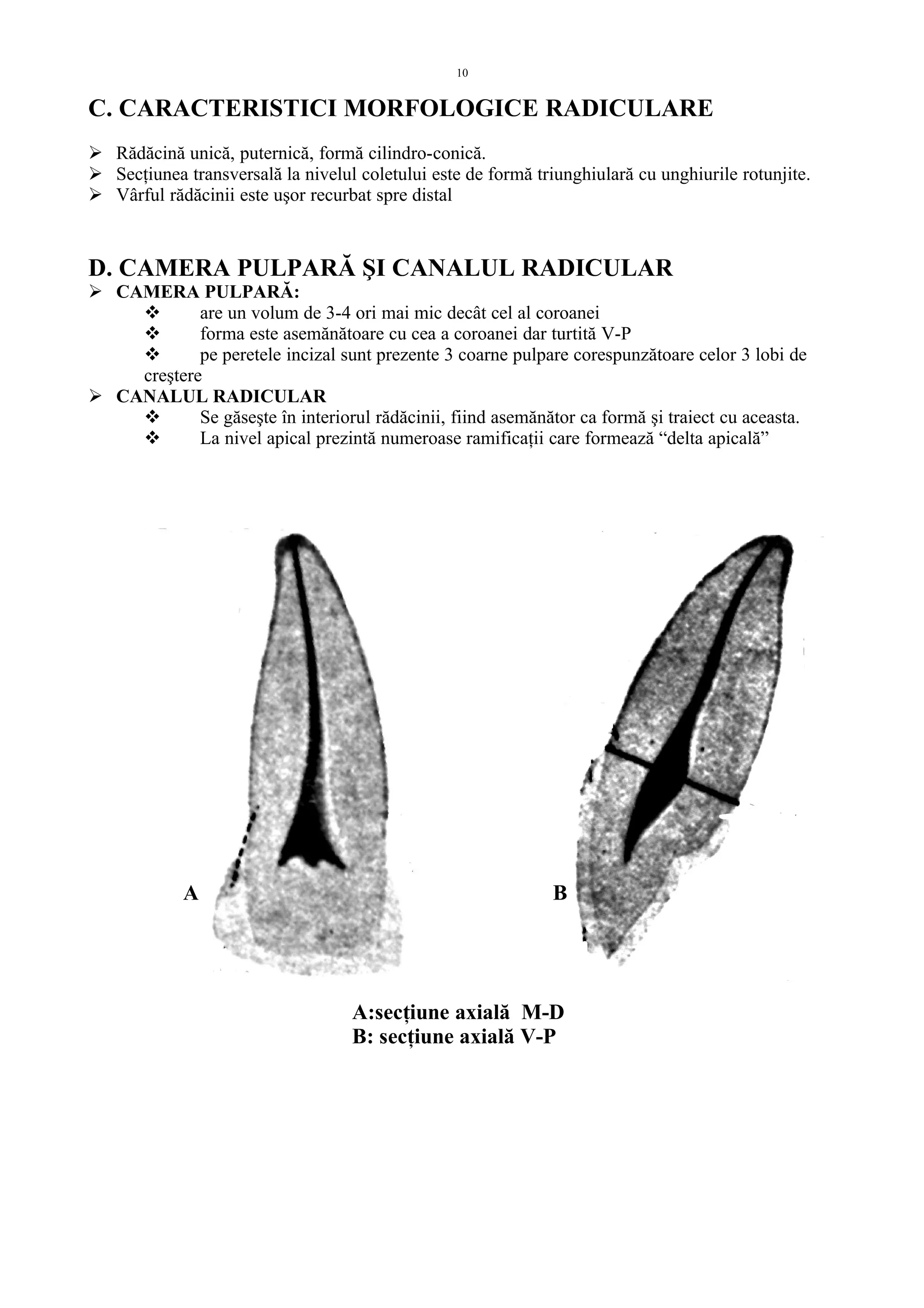 44851220 morfologia-dintilor | PDF