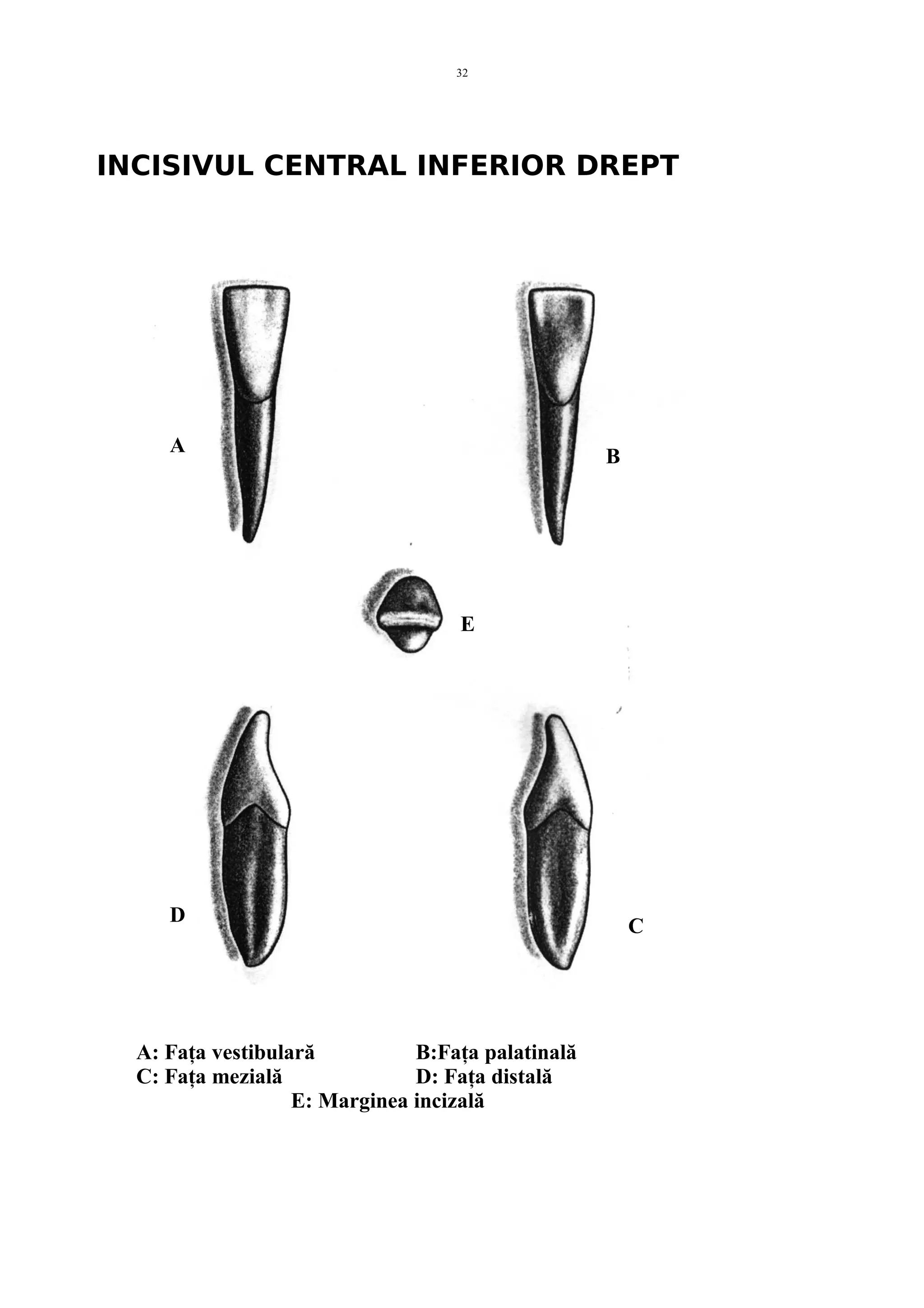 44851220 morfologia-dintilor | PDF