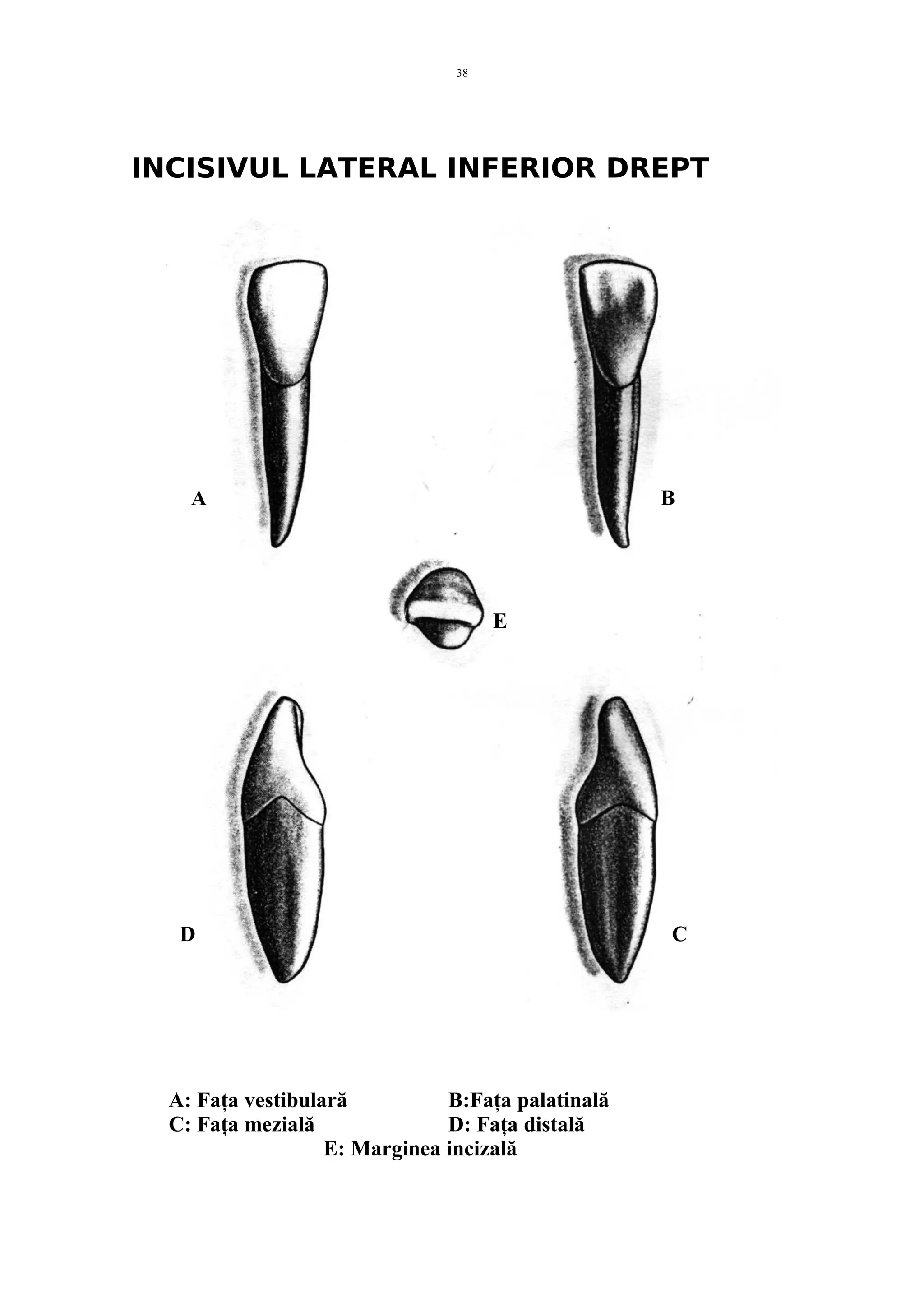 44851220 morfologia-dintilor | PDF