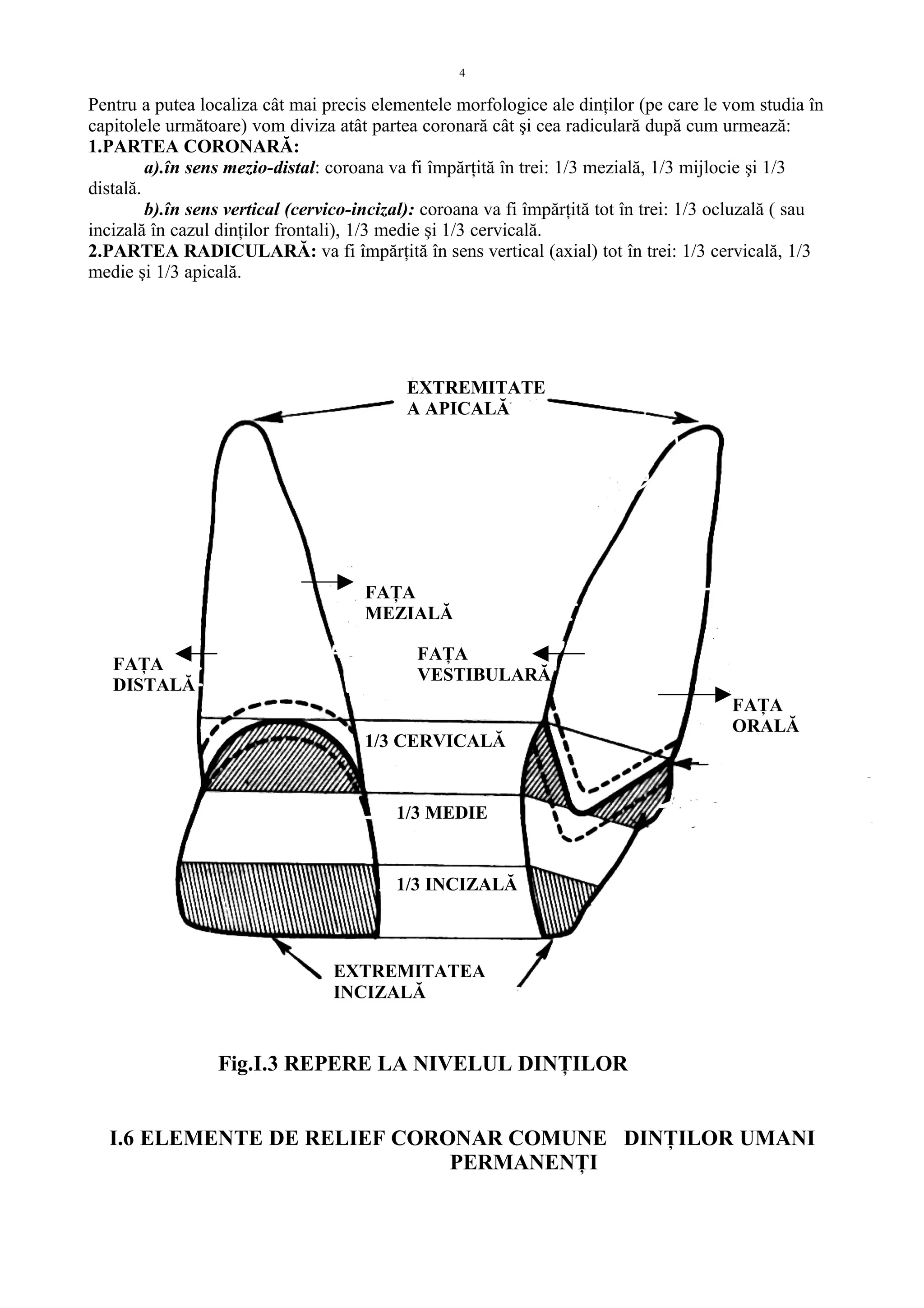 44851220 morfologia-dintilor | PDF