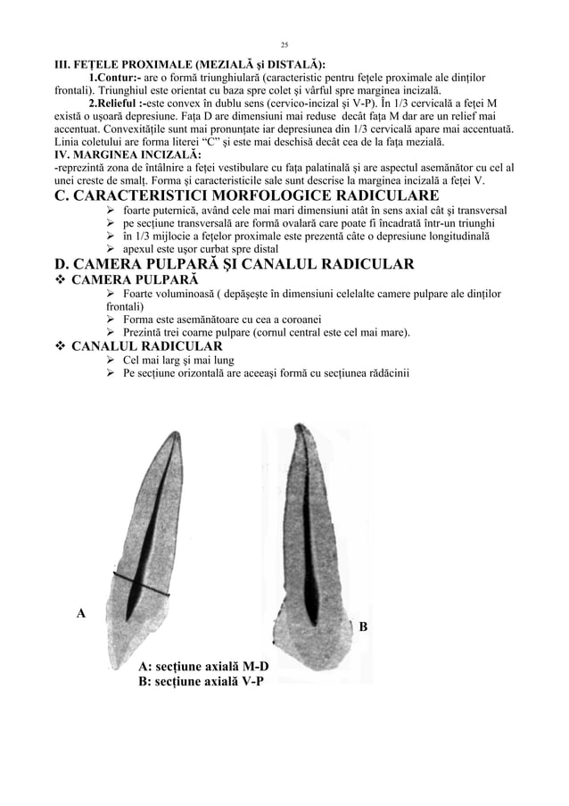 44851220 morfologia-dintilor | PDF