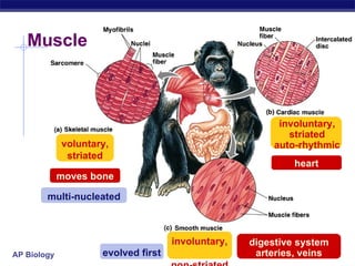 Muscular system | PPT