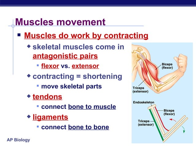 Muscular system | PPT