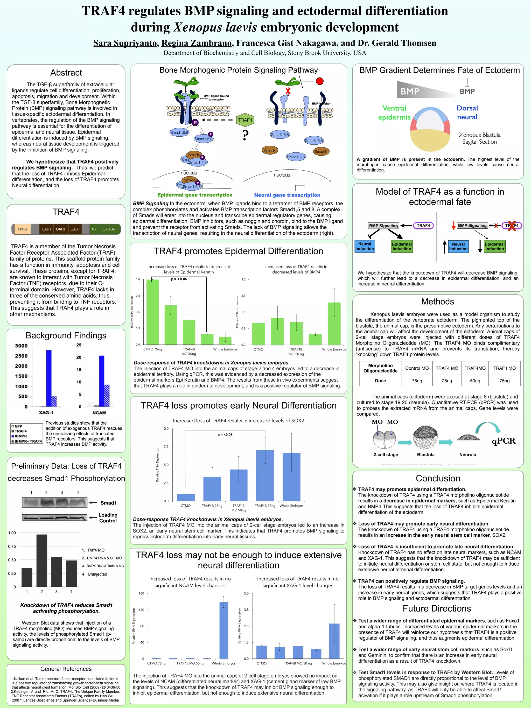 URECA poster - Sara Supriyatno & Regina Zambrano | PDF