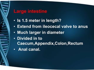 Digestive system[1] | PPT
