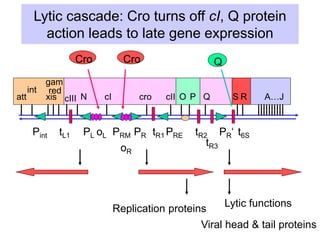 4_4_lambda_decisions.ppt