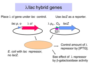 4_4_lambda_decisions.ppt
