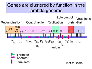 4_4_lambda_decisions.ppt