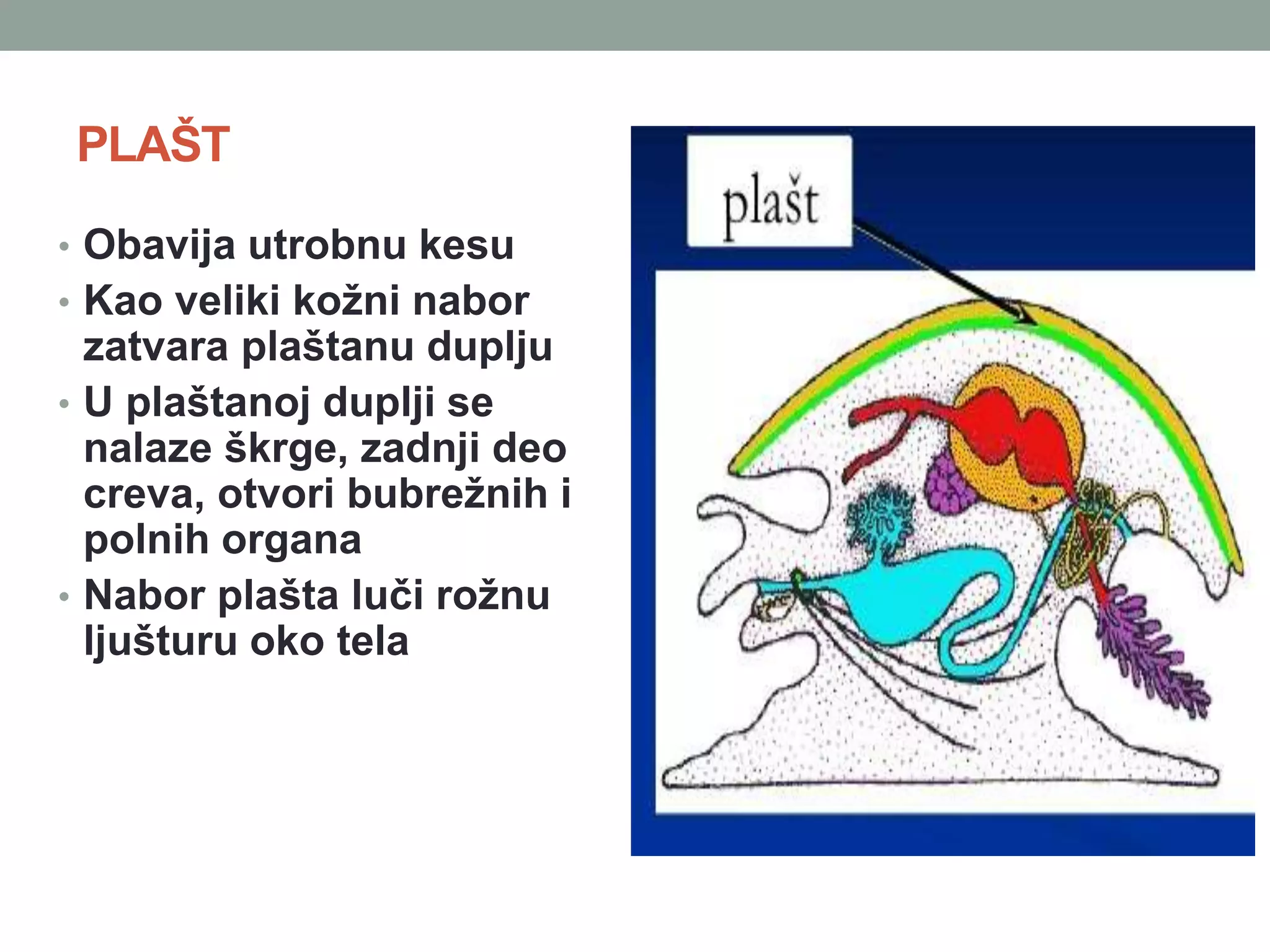 44 Mollusca mekusci | PPT