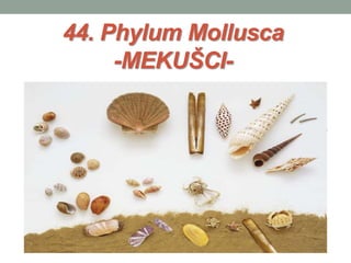 44 Mollusca mekusci | PPT