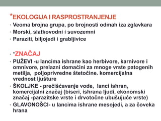 44 Mollusca mekusci | PPT