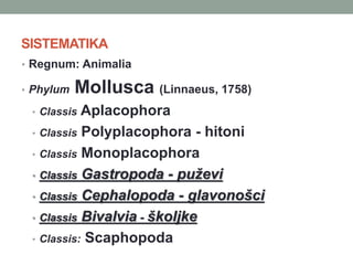 44 Mollusca mekusci | PPT