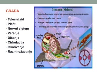 44 Mollusca mekusci | PPT