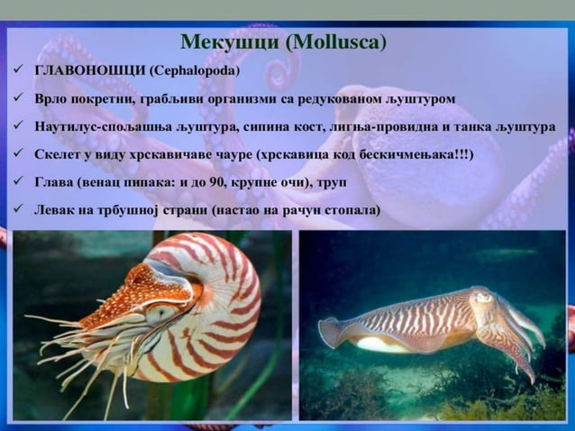44 Mollusca mekusci | PPT