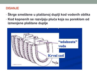 44 Mollusca mekusci | PPT