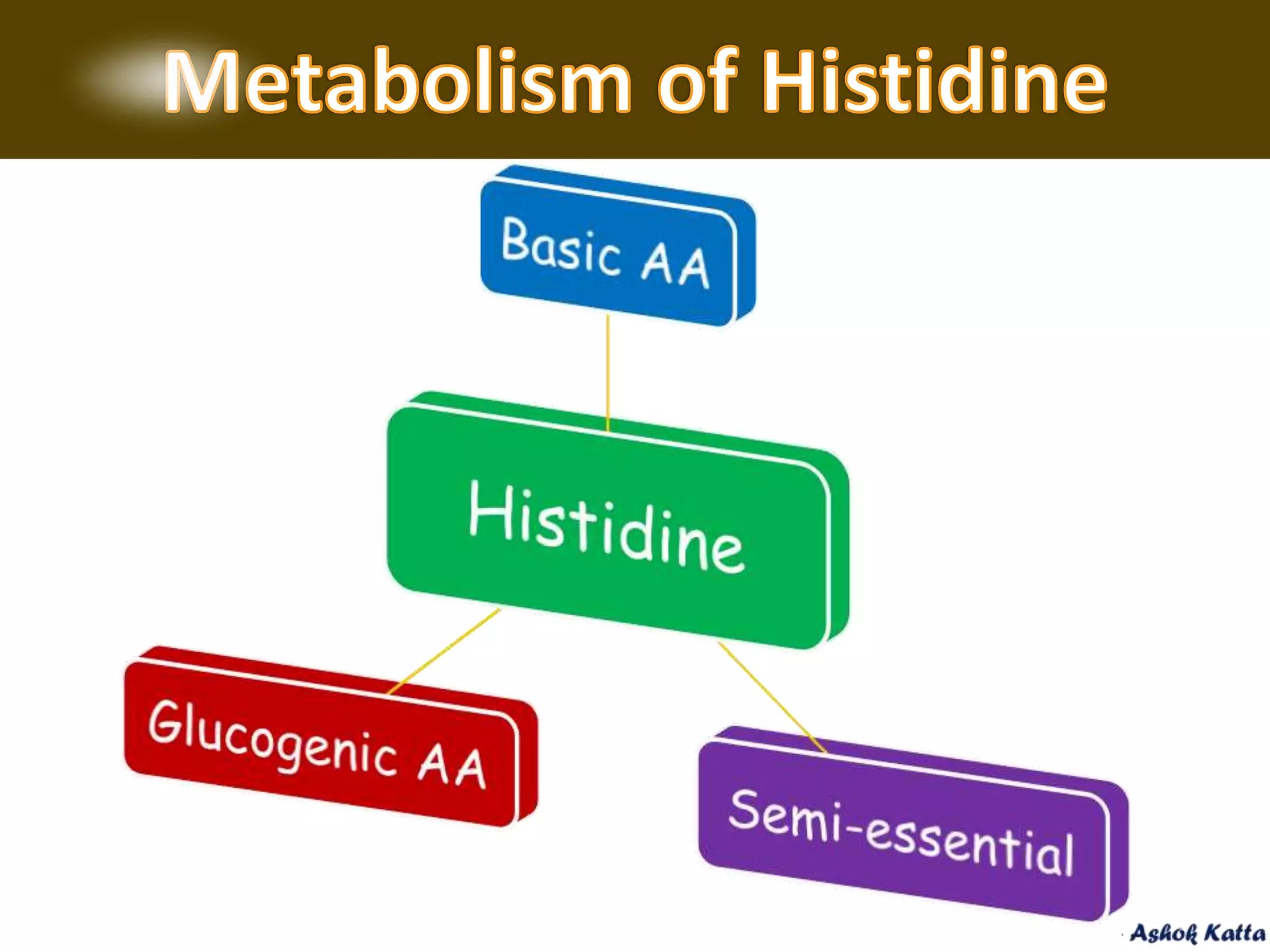 Metabolism of Basic Amino Acids (Arginine, Histidine, Lysine) | PPSX