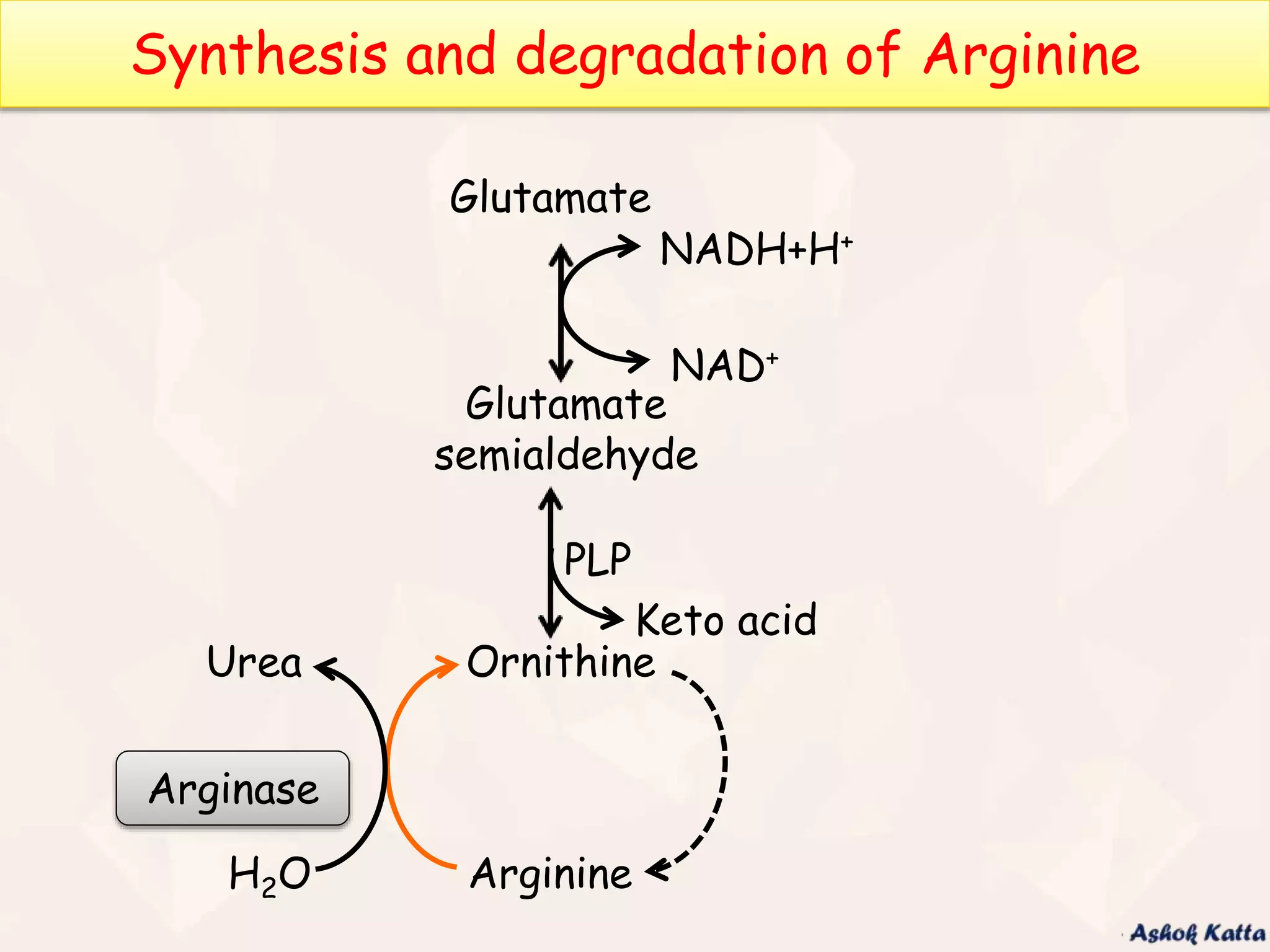 Metabolism of Basic Amino Acids (Arginine, Histidine, Lysine) | PPSX