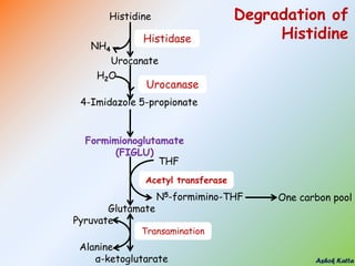 Metabolism of Basic Amino Acids (Arginine, Histidine, Lysine) | PPSX