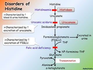 Metabolism of Basic Amino Acids (Arginine, Histidine, Lysine) | PPSX