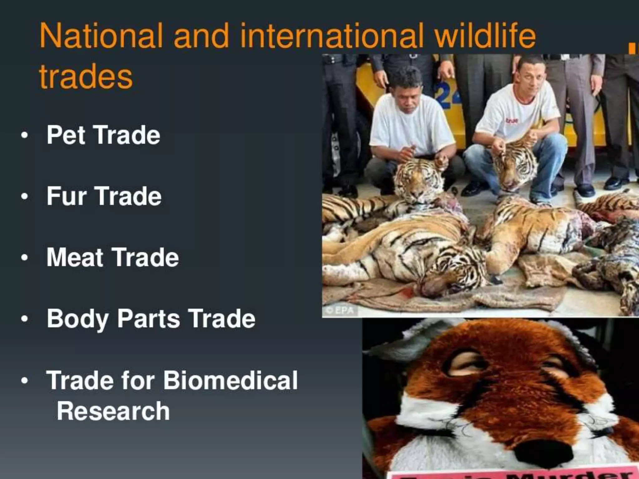 45.wild life trade national and international A Presentation By Mr ...