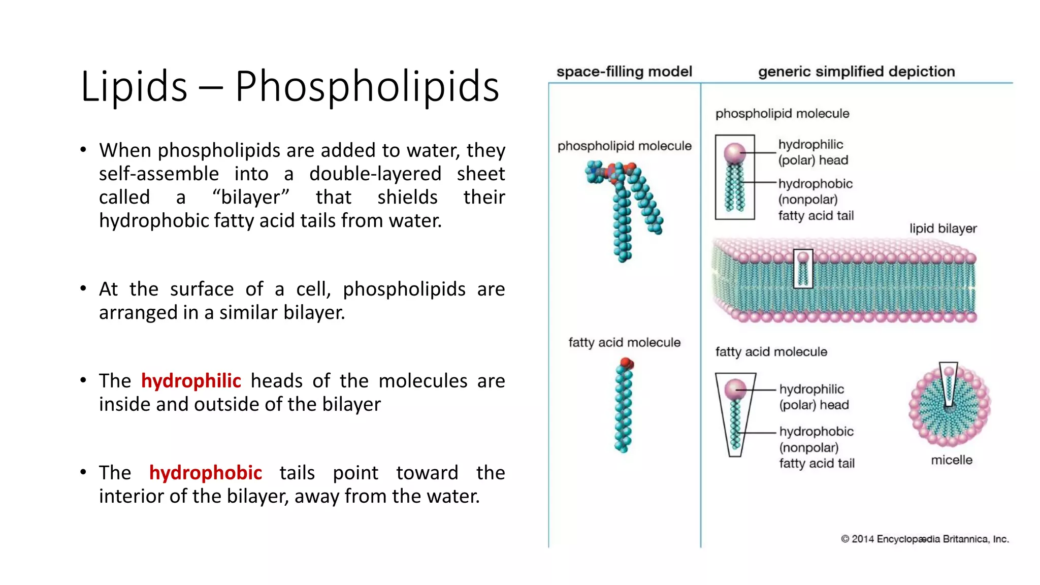 3 - Chemical Composition of the Cell - Part 2 | PDF