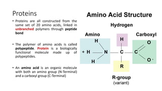3 - Chemical Composition of the Cell - Part 2 | PDF