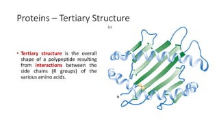 3 - Chemical Composition of the Cell - Part 2 | PDF
