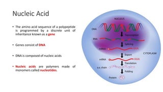3 - Chemical Composition of the Cell - Part 2 | PPT