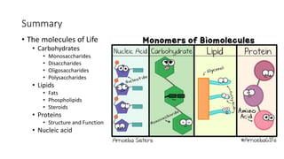 3 - Chemical Composition of the Cell - Part 2 | PDF
