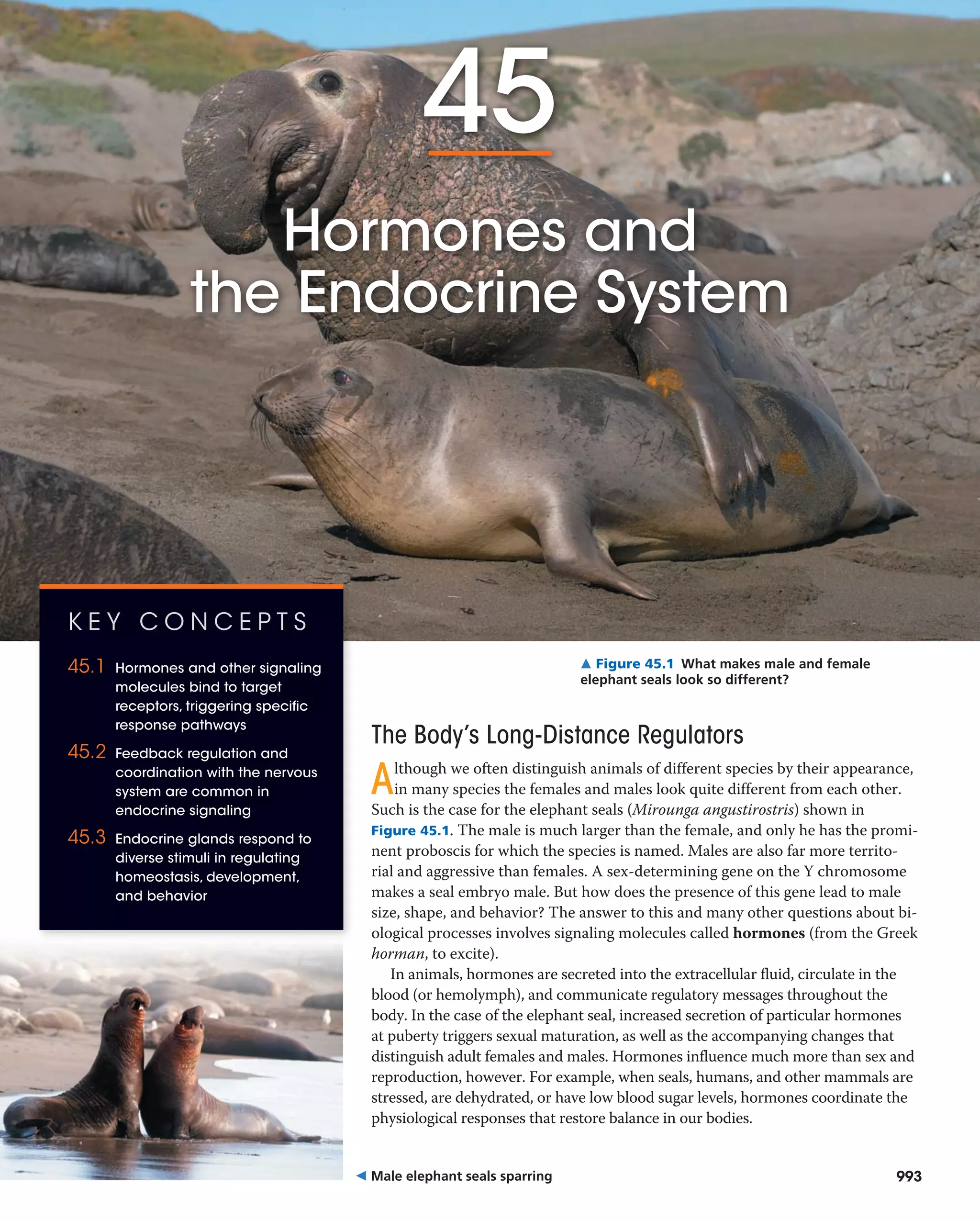 45 hormones and the endocrine system | PDF