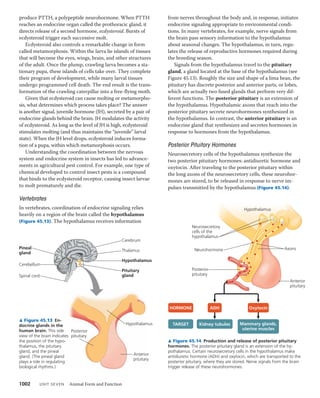 45 hormones and the endocrine system | PDF