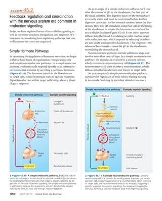45 hormones and the endocrine system | PDF