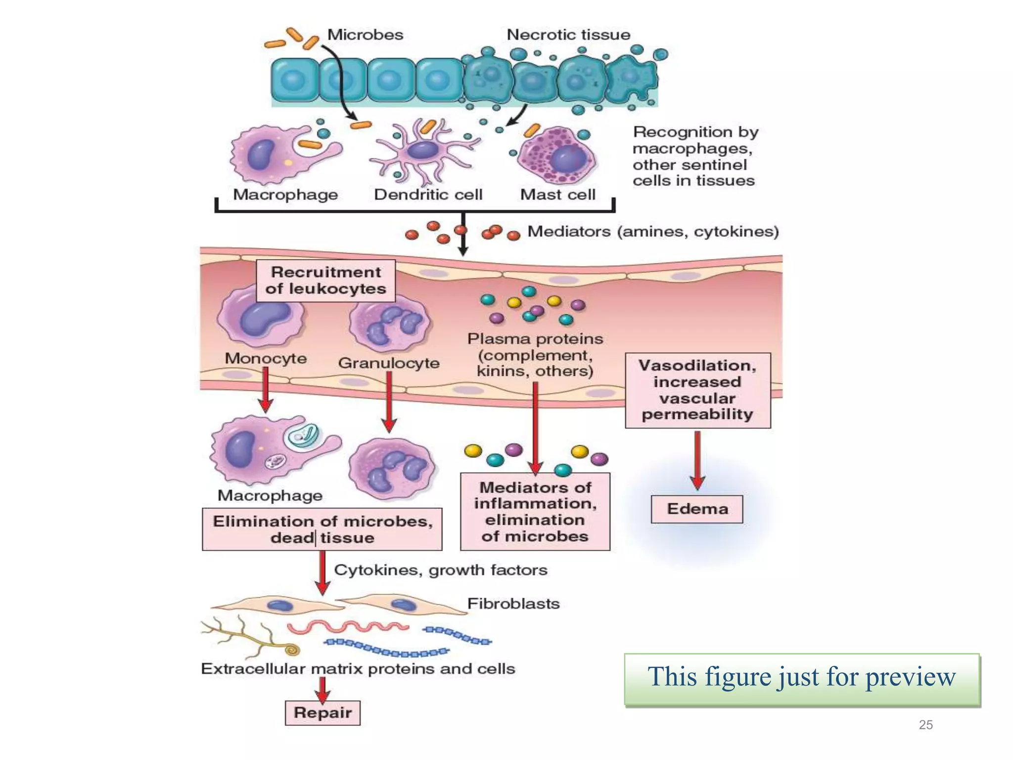 Innate Host Defense Mechanism.ppt