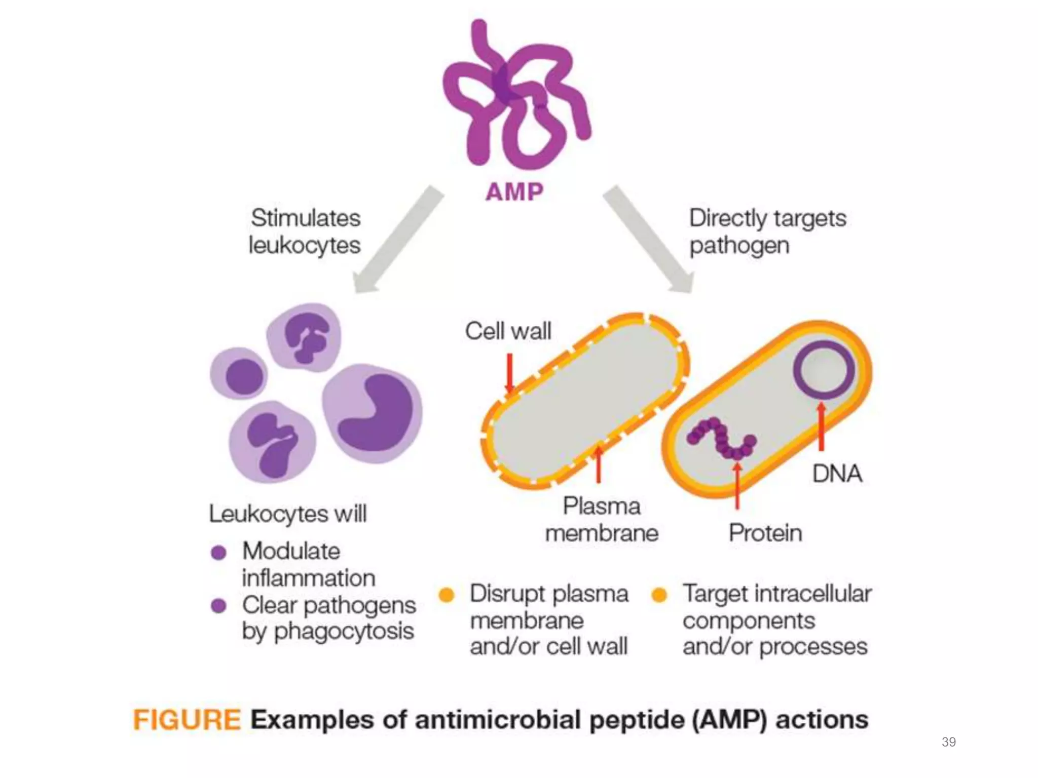 Innate Host Defense Mechanism.ppt