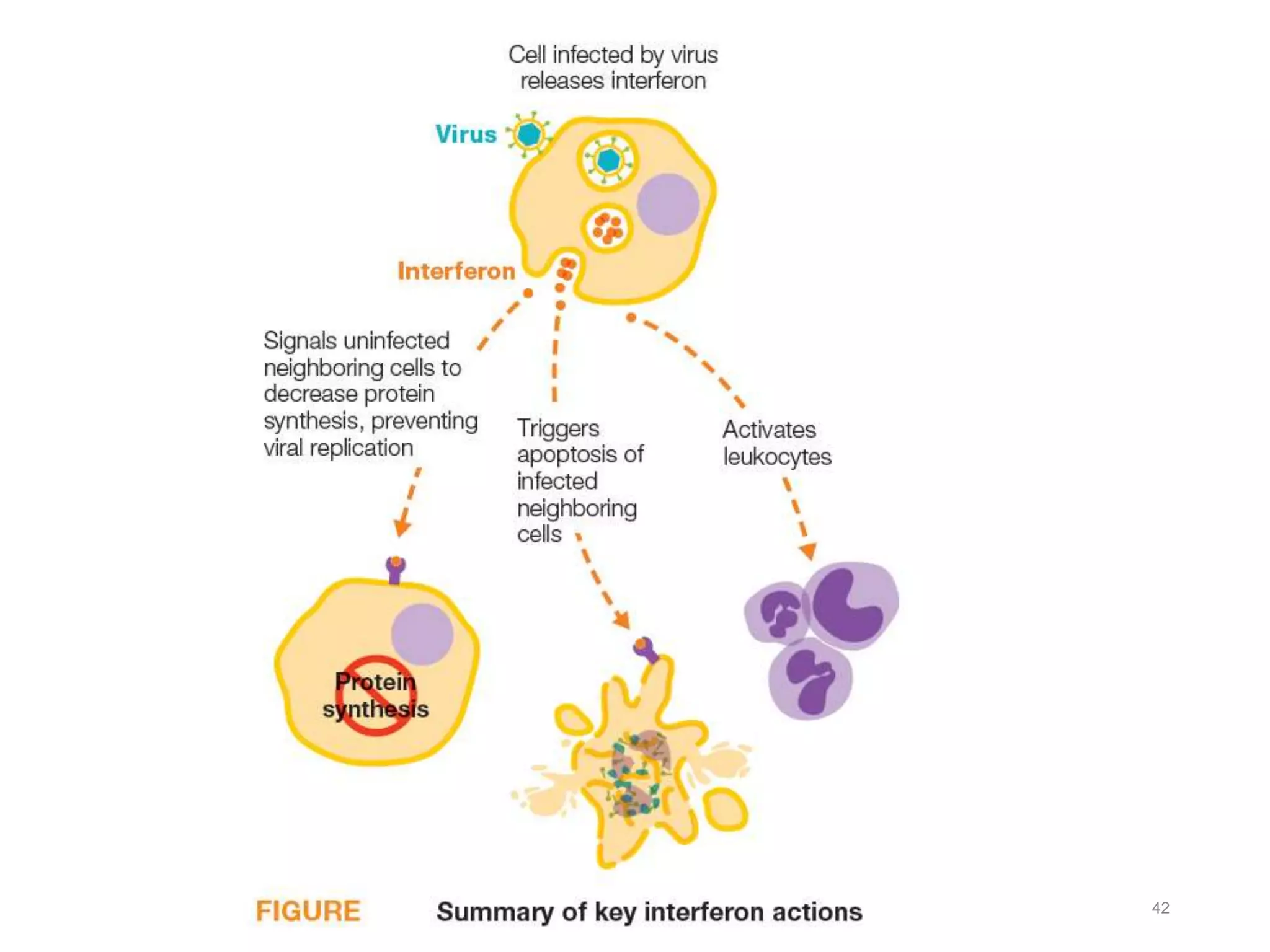 Innate Host Defense Mechanism.ppt