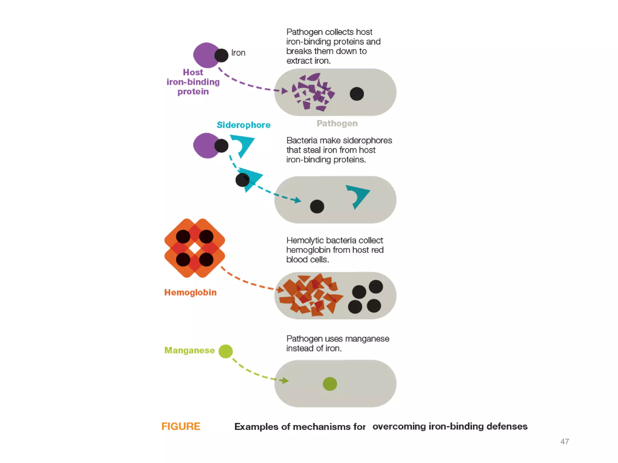 Innate Host Defense Mechanism.ppt
