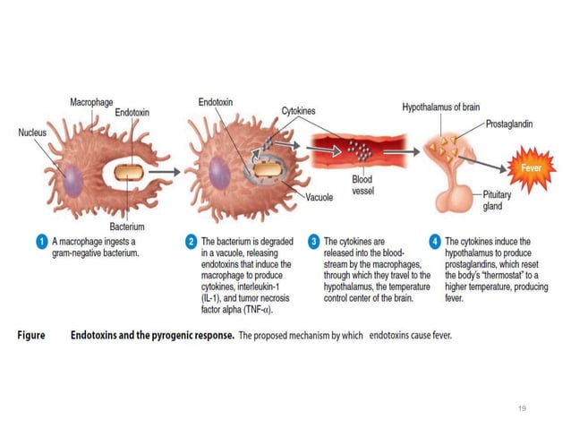 Innate Host Defense Mechanism.ppt